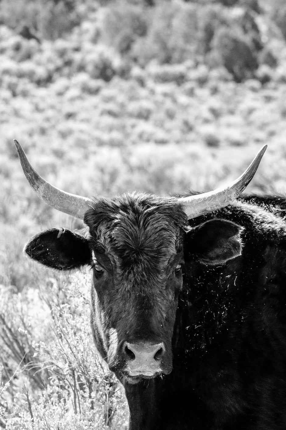 Western Lifestyle Photography & Gift Shop – Alyssa Wilcox Photography